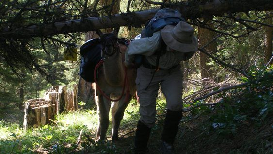 Pack Llama Trail Assoc.: Supporting the Working Llama